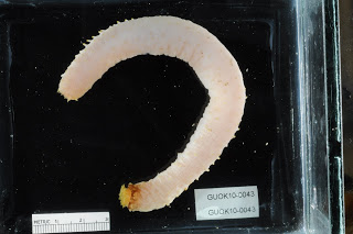 Sea cucumber workshop in Guam François Michonneau