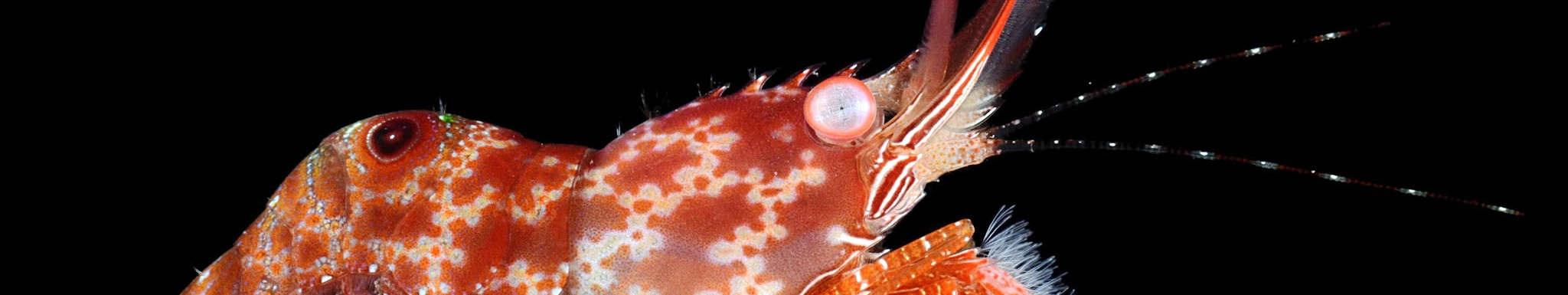 Southern Line Islands expedition photos François Michonneau